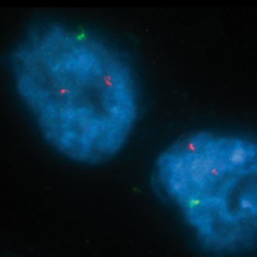 IVD MAF/ IGH - ISH Probes - Molecular Pathology