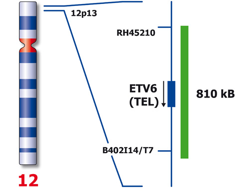 ETV6 (12p13) - ISH Probes - Molecular Pathology