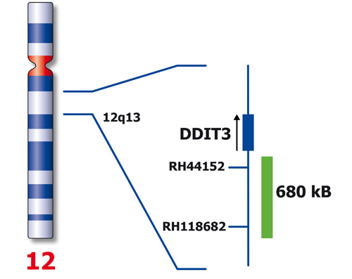 DDIT3 (12q13) - XL - ISH Probes - Molecular Pathology