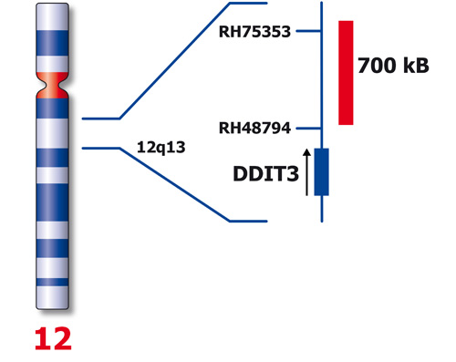 DDIT3 (12q13) - XL - ISH Probes - Molecular Pathology