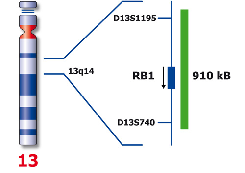 RB1 (13q14) - ISH Probes - Molecular Pathology