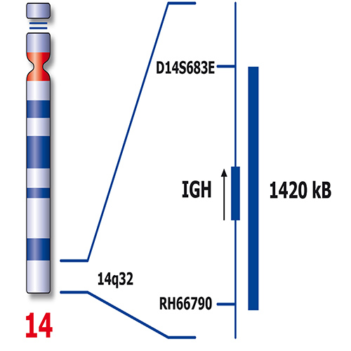 IVD CRLF2/IGH - ISHプローブ - 分子病理学