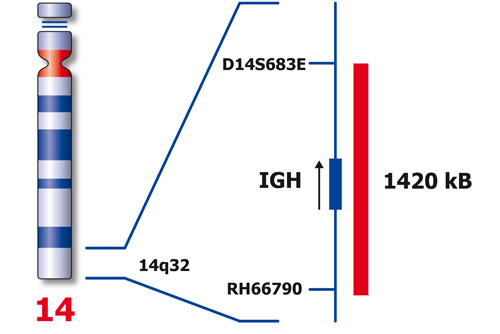 IGH (14q32) - ISH Probes - Molecular Pathology