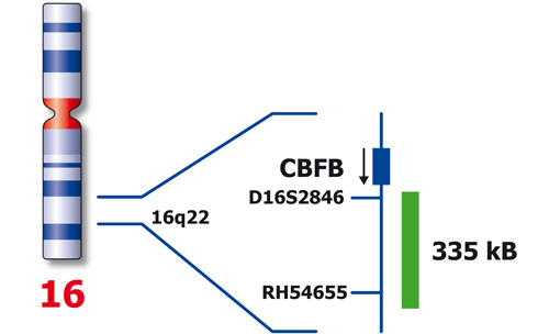 CBFB (16q22) - ISH Probes - Molecular Pathology