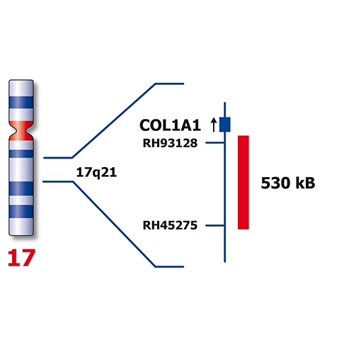 IVD COL1A1/PDGFB - Sondas ISH - Patología molecular