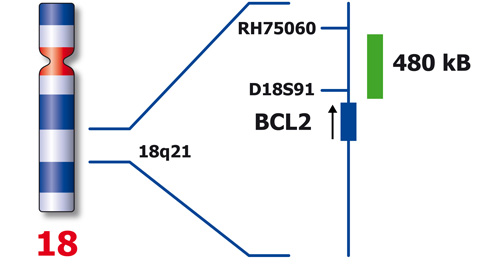 BCL2 (18q21) - ISH Probes - Molecular Pathology