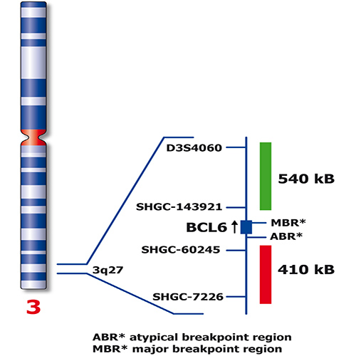 IVD BCL6 (3q27) Break - XL for BOND - ISH Probes - Molecular Pathology