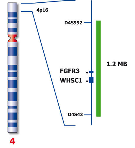 FGFR3 (4p16) - ISH Probes - Molecular Pathology