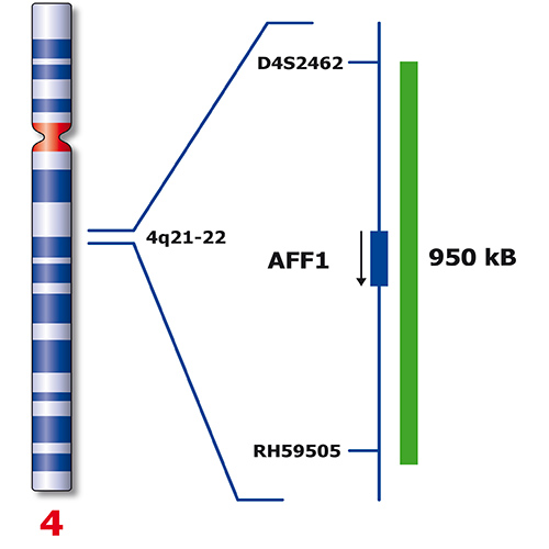 IVD KMT2A/AFF1 - ISH-Sonden - Molekularpathologie