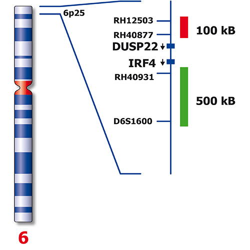 RUO - IRF4 / DUSP22 Break - ISH Probes - Molecular Pathology