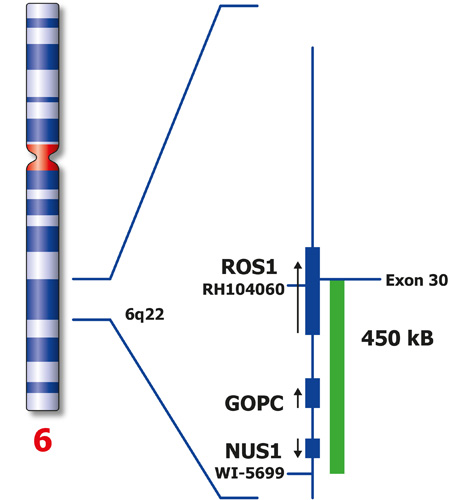 ROS1 (6q22) - ISH Probes - Molecular Pathology