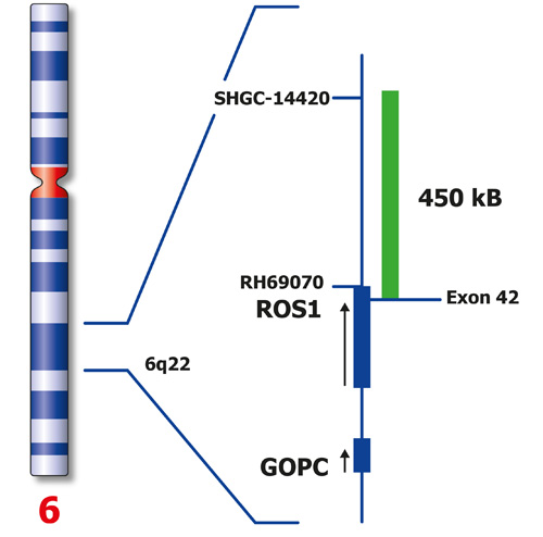 ROS1 (6q22) - ISH Probes - Molecular Pathology