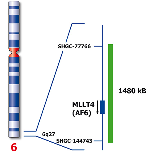 IVD KMT2A/MLLT4 - ISH Probes - Molecular Pathology