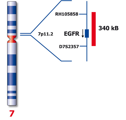 EGFR (7p11) - ISH Probes - Molecular Pathology