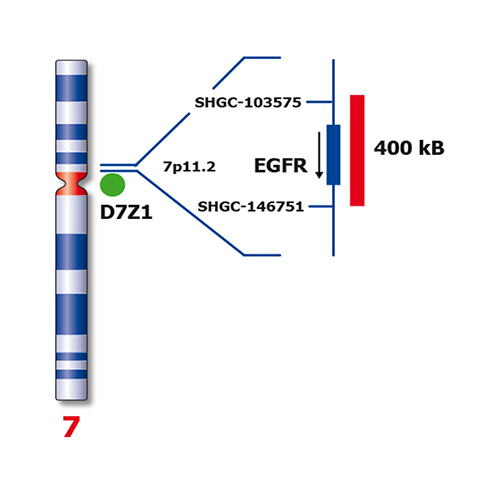 EGFR (7p11) / SE7 (D7Z1) – XL for BOND - ISH Probes - Molecular Pathology