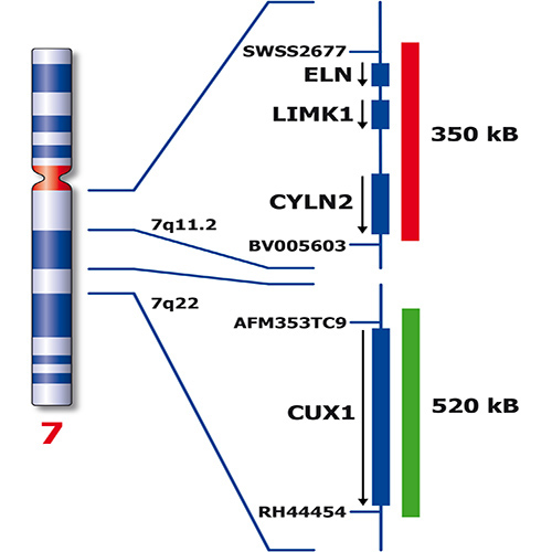 IVD ELN/7q22 - ISH Probes - Molecular Pathology