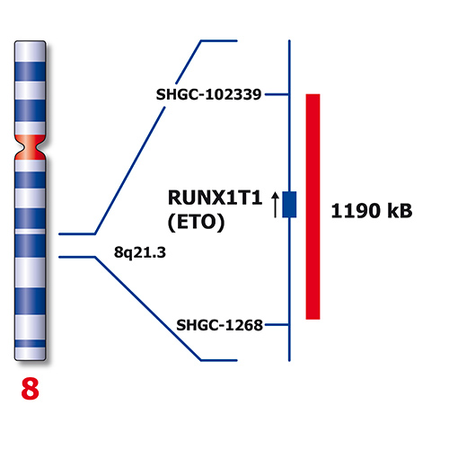 RUO - RUNX1 / RUNX1T1 - ISH Probes - Molecular Pathology