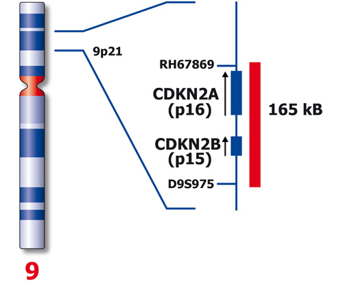 CDKN2A (9p21) - ISH Probes - Molecular Pathology