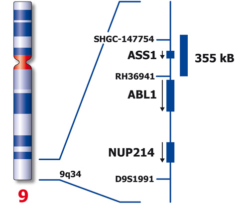 ASS1 (9q34) - ISH Probes - Molecular Pathology