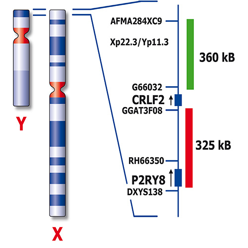 IVD CRLF2/IGH - ISHプローブ - 分子病理学
